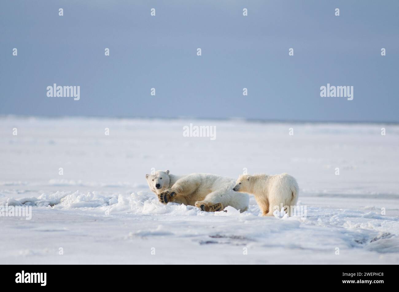 polar bears, Ursus maritimus, collared sow with spring cub rest in ...