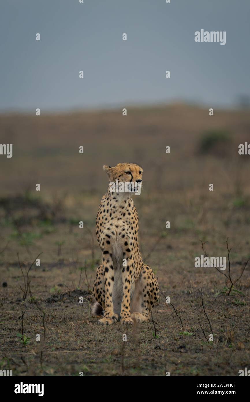 Cheetah sits in short grass turning head Stock Photo - Alamy