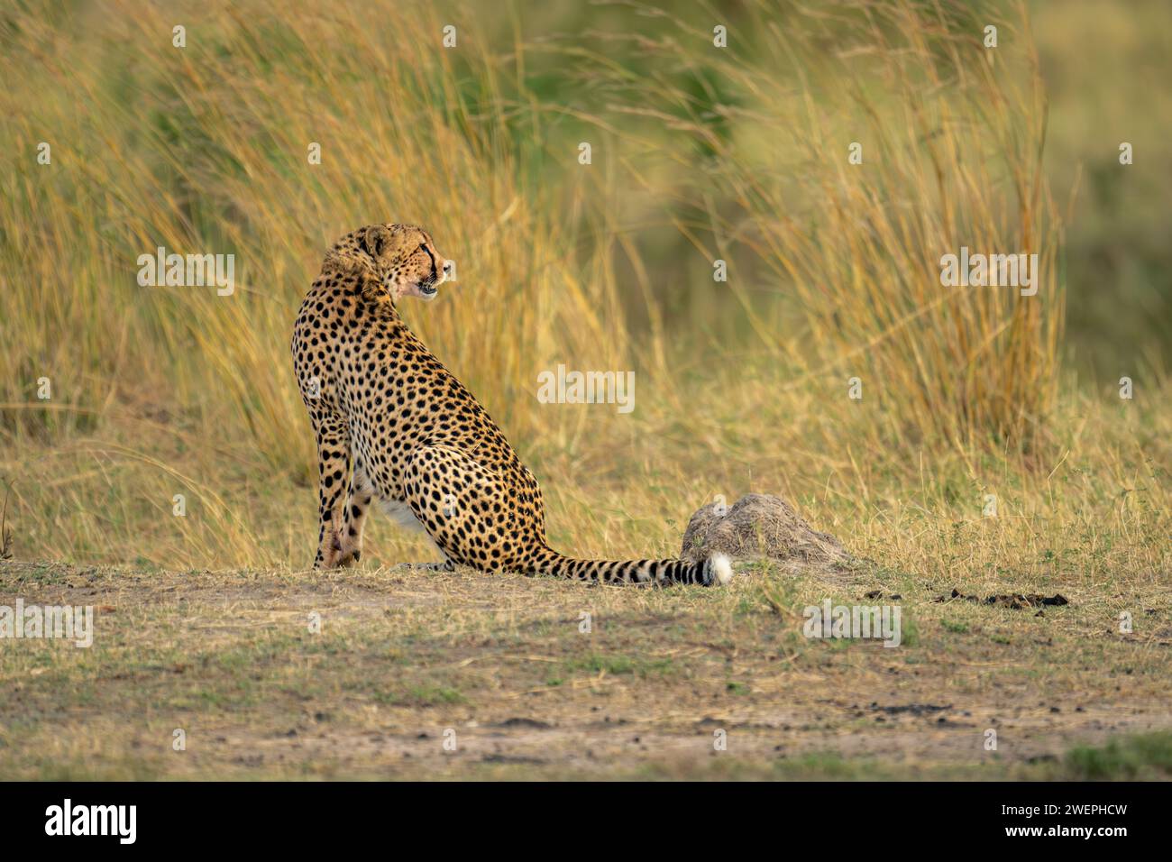 Cheetah sits on short grass looking back Stock Photo - Alamy
