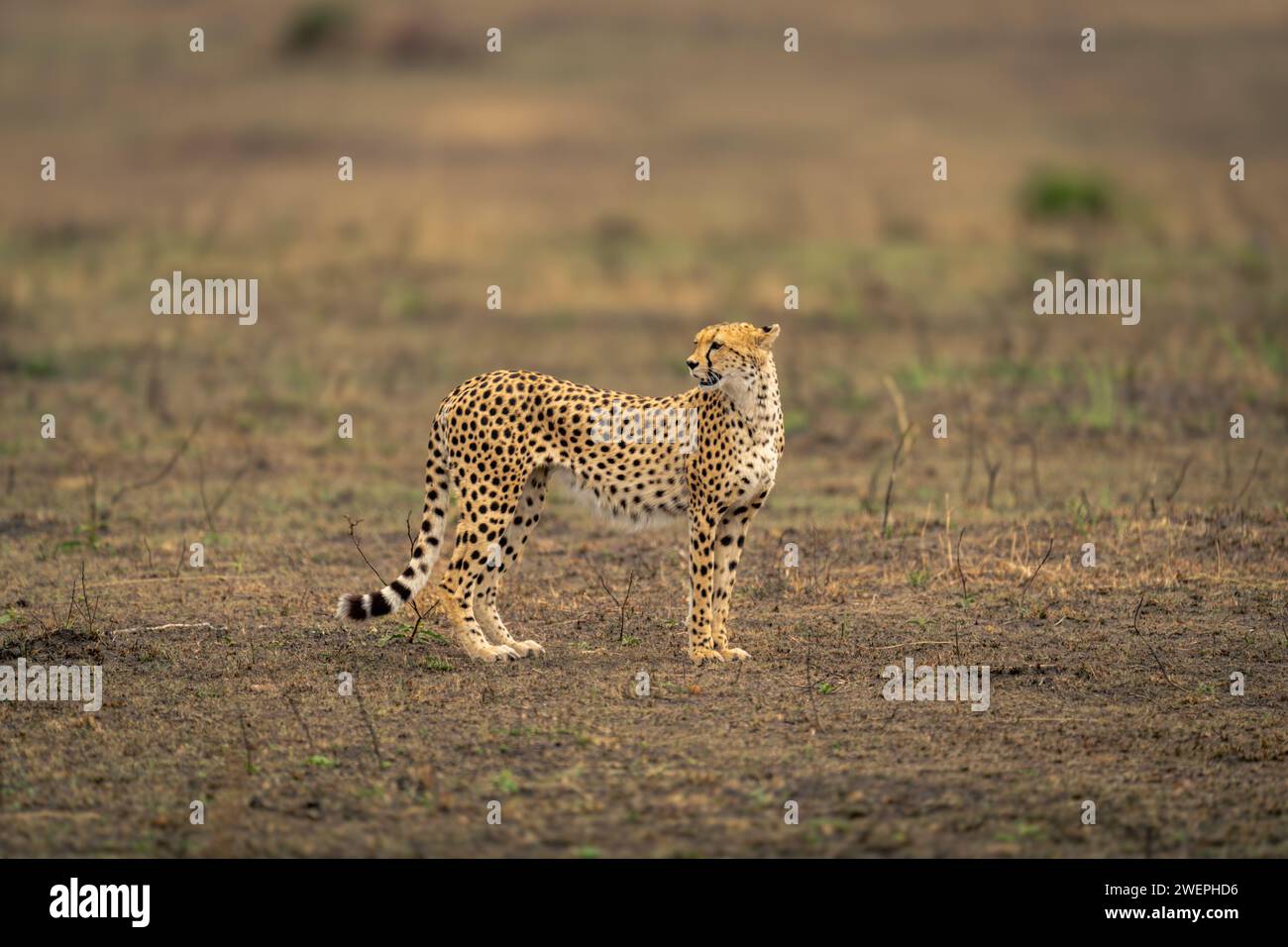 Cheetah stands on grassy plain looking back Stock Photo - Alamy