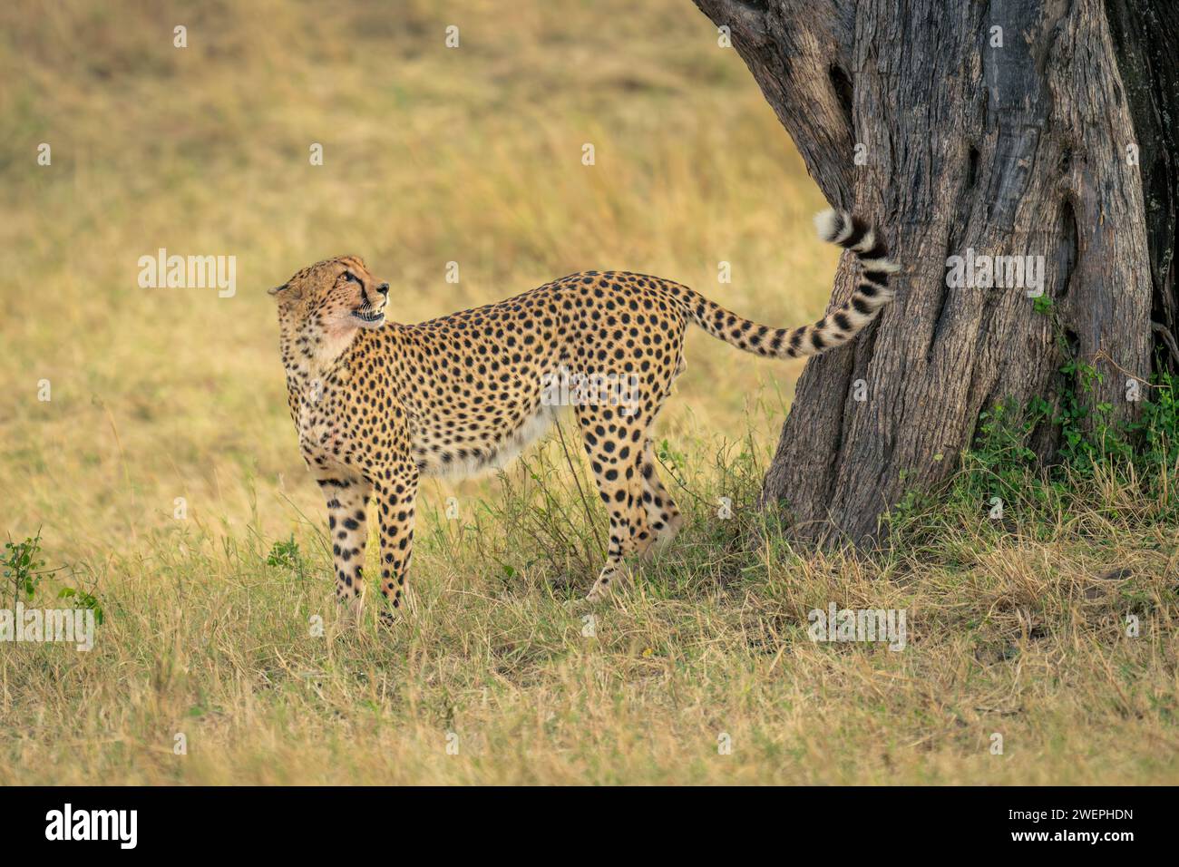 Cheetah stands near tree trunk looking up Stock Photo - Alamy