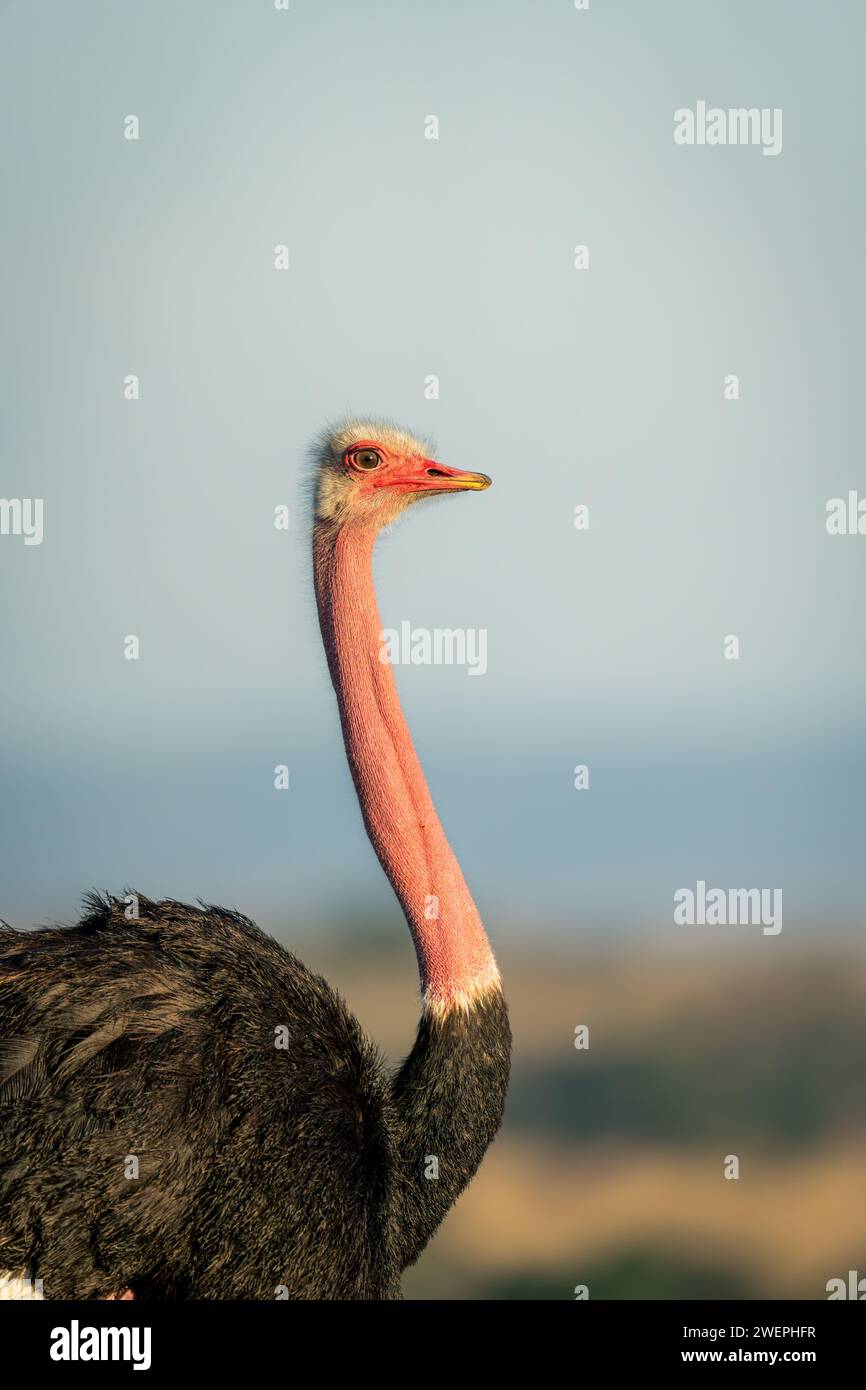 Close-up of male common ostrich showing catchlight Stock Photo - Alamy