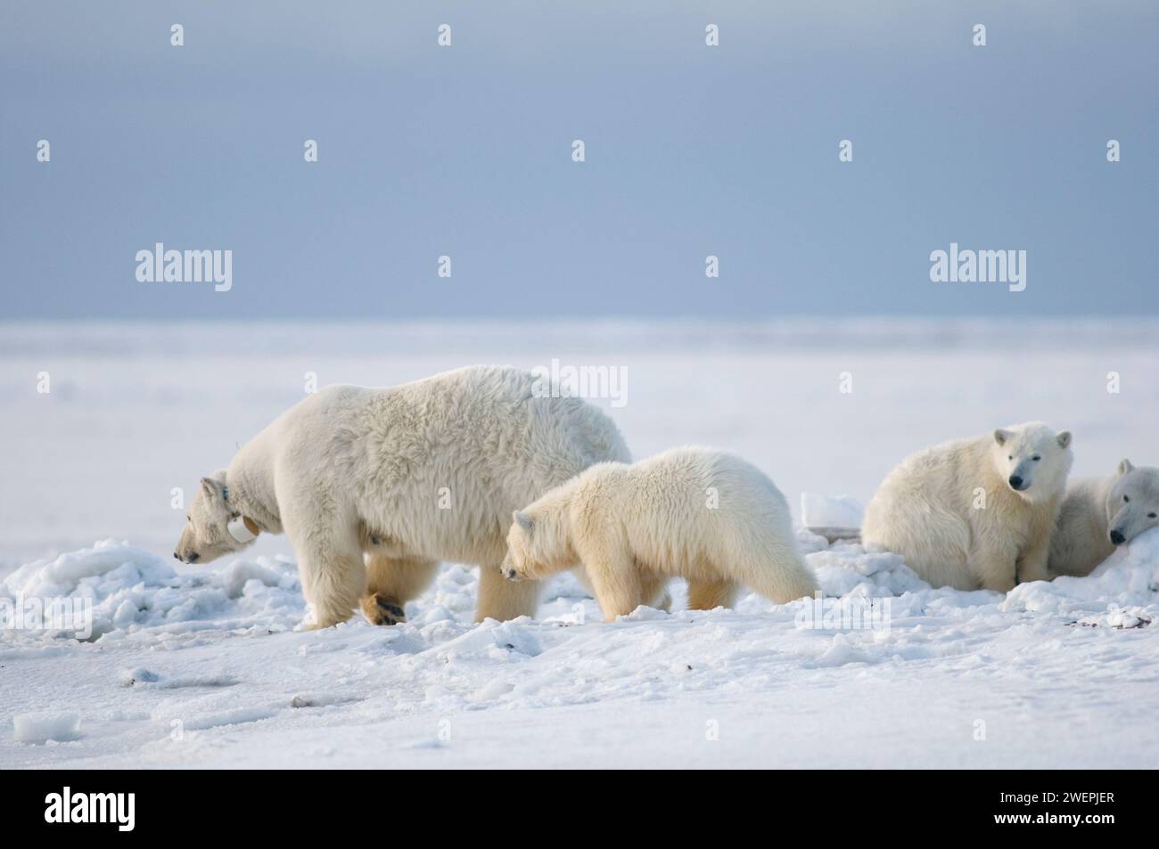 polar bears Ursus maritimus congregate on newly formed pack ice 1002 ...