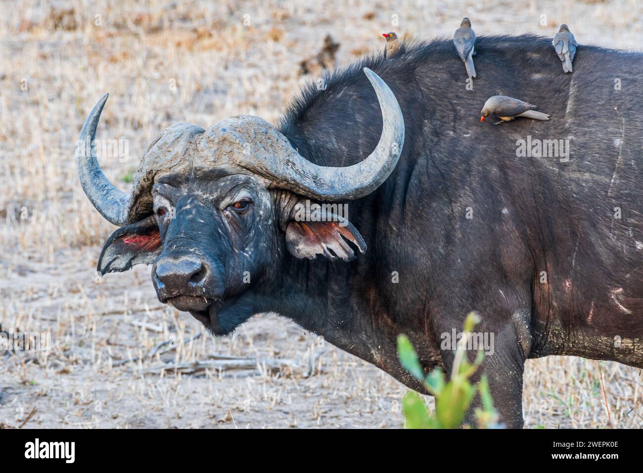 An animal standing in grass with covered head Stock Photo - Alamy