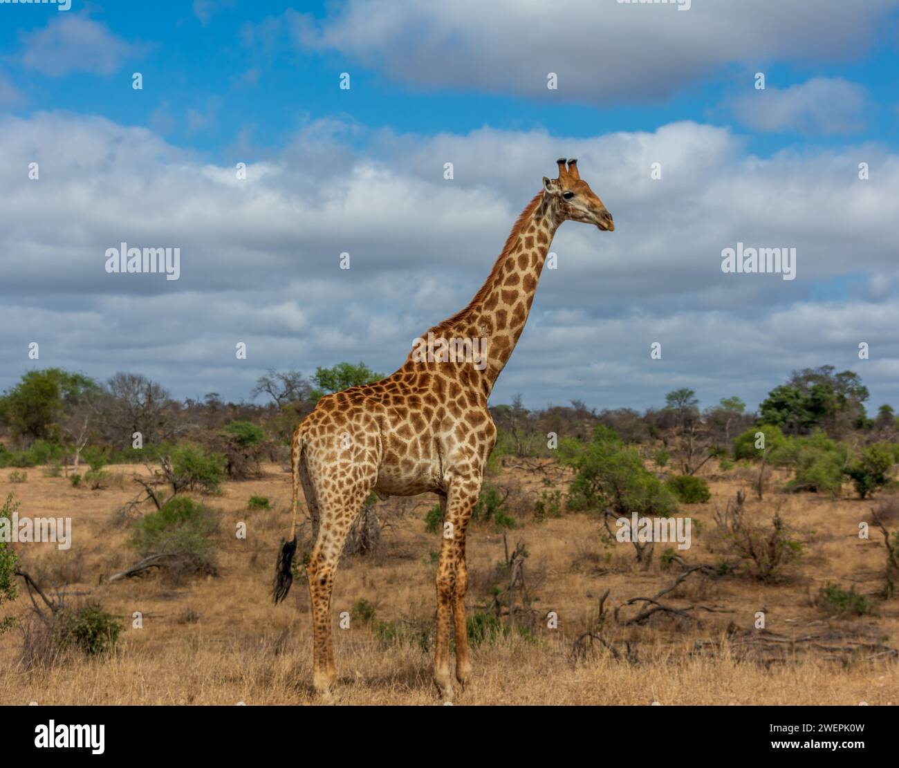 Giraffe standing in grass hi-res stock photography and images - Alamy