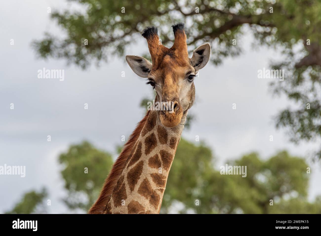 Giraffe with camera hi-res stock photography and images - Alamy