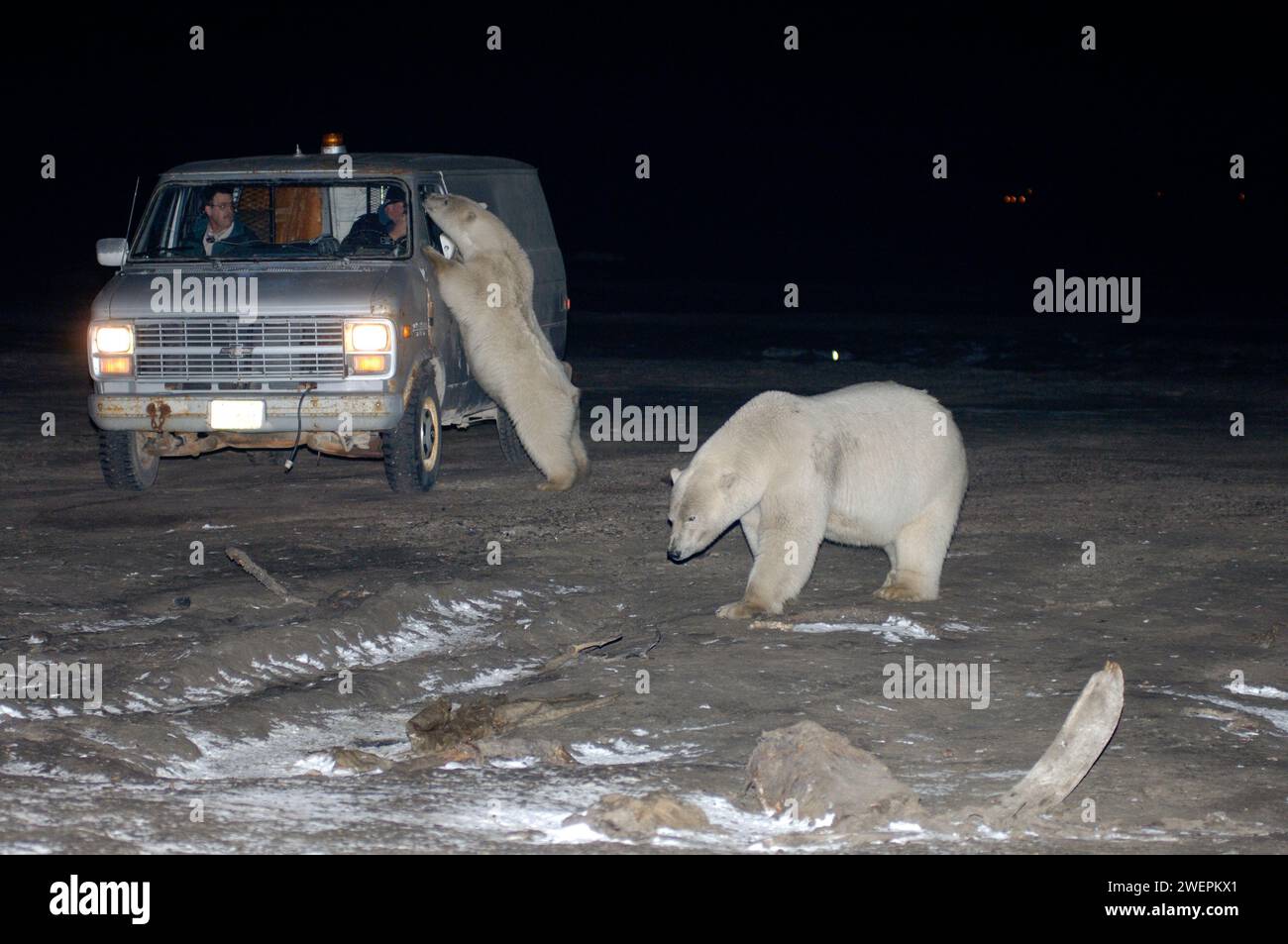 polar bears, Ursus maritimus, with wildlife observers at night outside ...