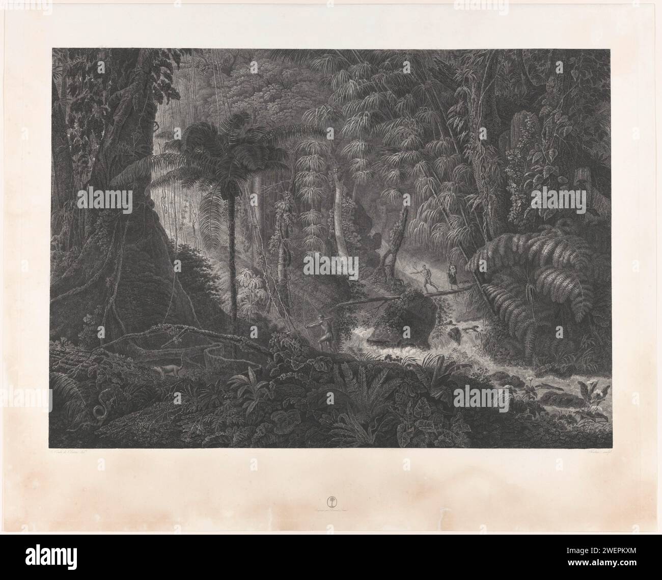 Amazon Rainforest Near the Bonito River in Brazil, Claude François ...