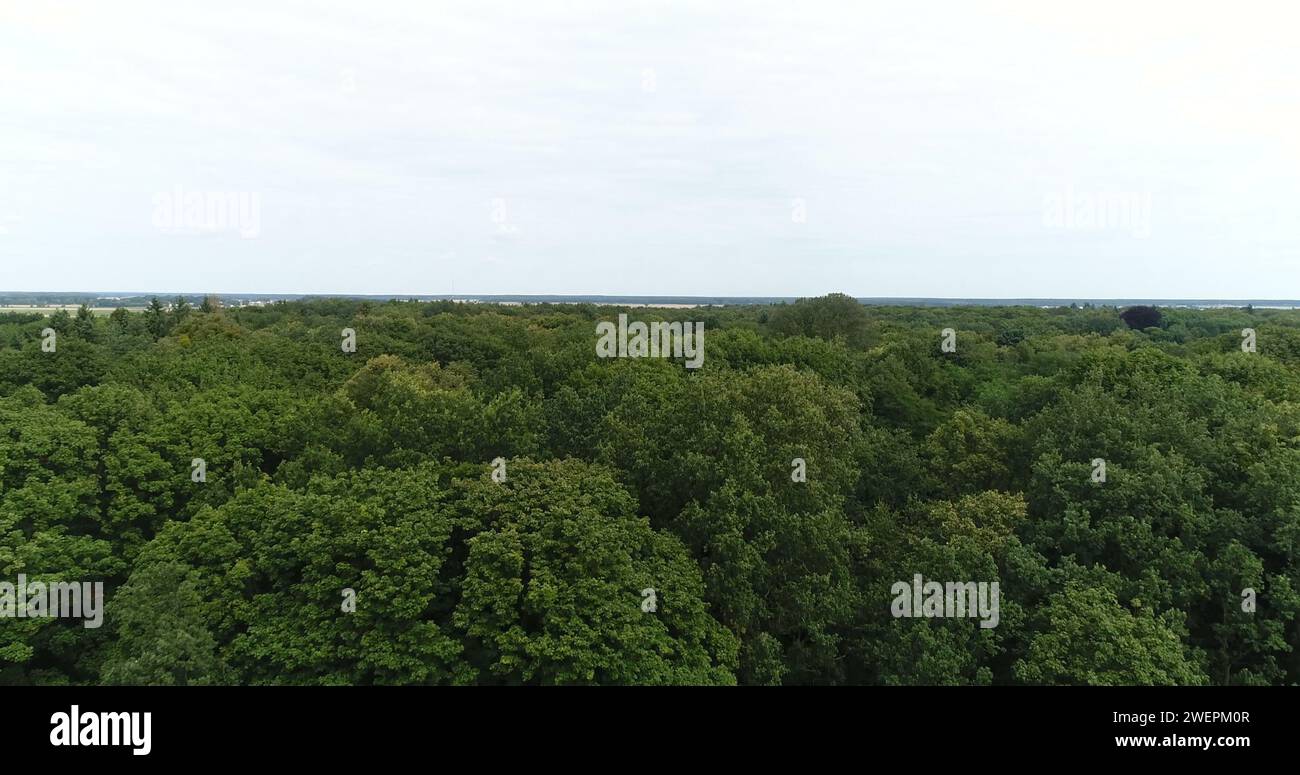 Flight over birch forest hi-res stock photography and images - Alamy