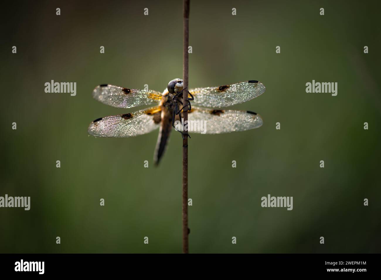 Brown chaser hi-res stock photography and images - Alamy
