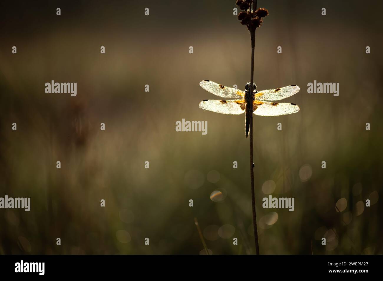 Brown chaser hi-res stock photography and images - Alamy