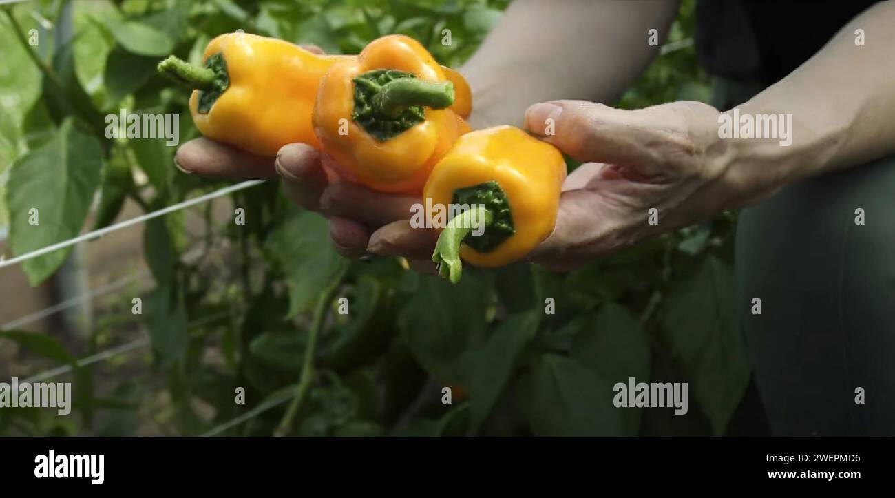 FEEDING TOMORROW, 2024. © Gravitas Ventures /Courtesy Everett ...