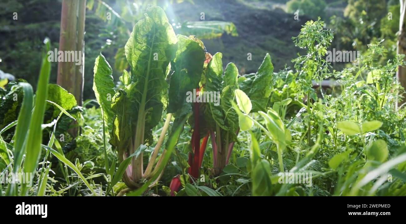 FEEDING TOMORROW, 2024. © Gravitas Ventures /Courtesy Everett ...