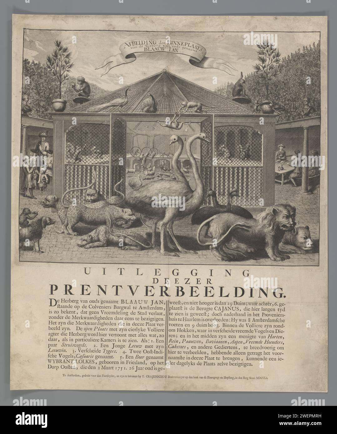 Raven parrots hi-res stock photography and images - Alamy