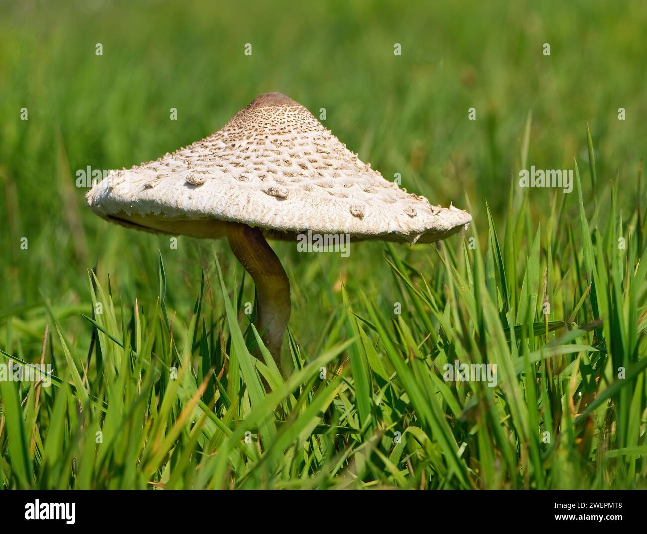 Parasol mushroom (Macrolepiota procera) in a meadow in summer Stock ...