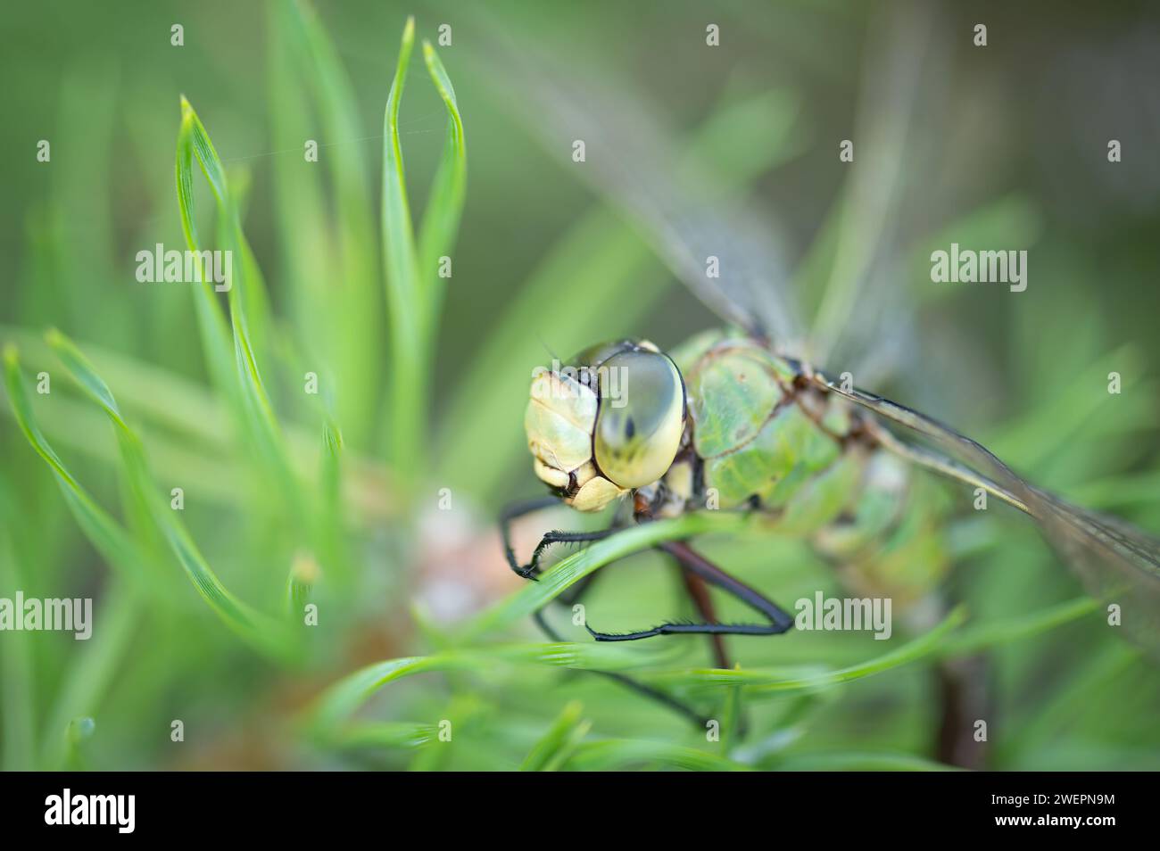 Emperor dragonfly eyes hi-res stock photography and images - Alamy
