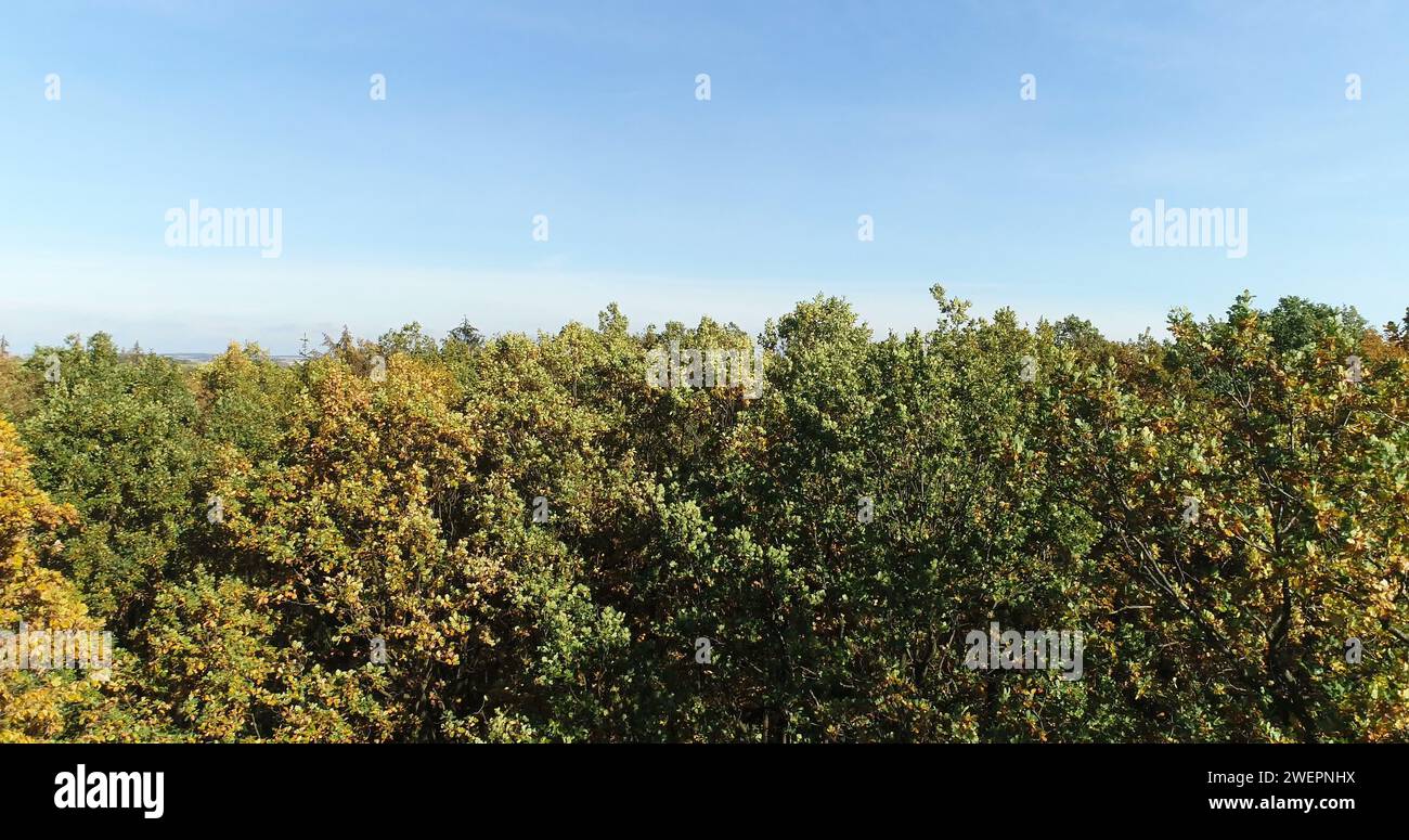 Flying over misty pine forest hi-res stock photography and images - Alamy