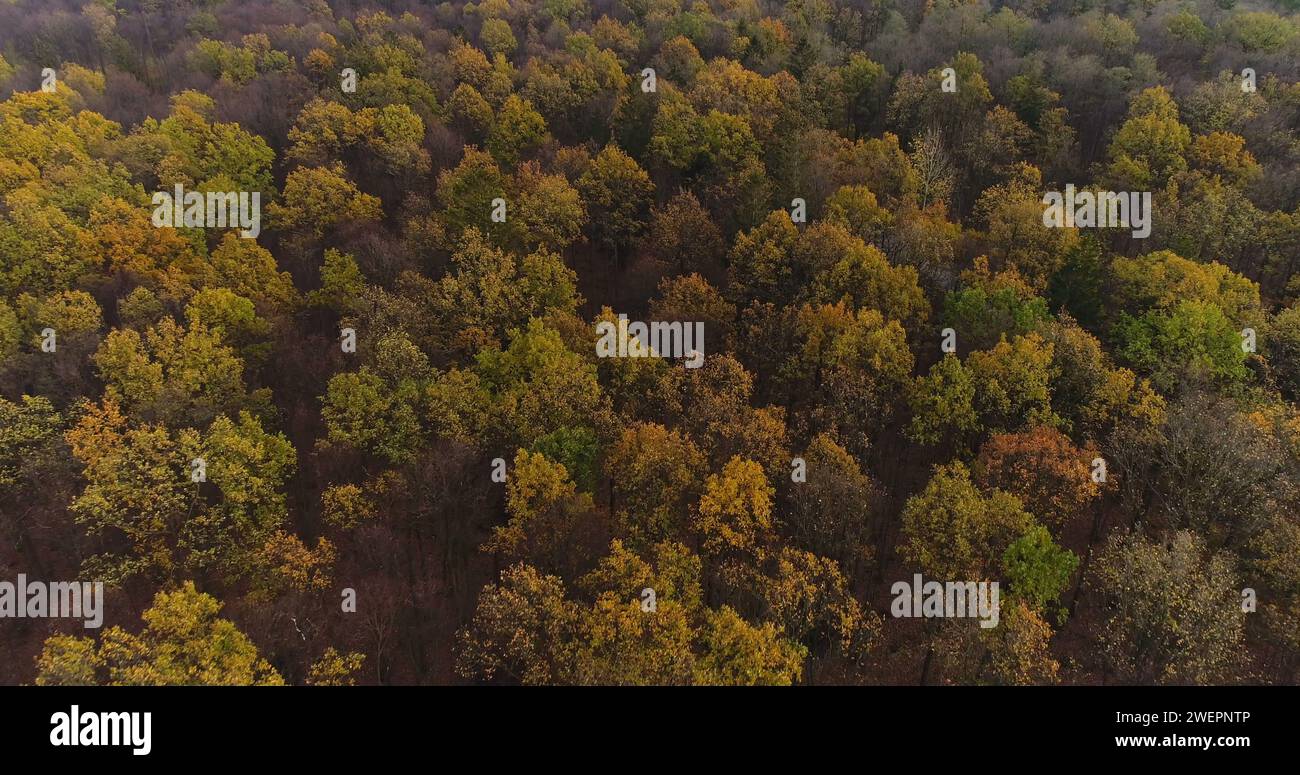 Aerial forward flight over forest hi-res stock photography and images ...