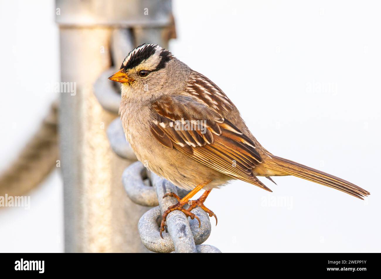 Sparrow bird wallpaper hi-res stock photography and images - Alamy