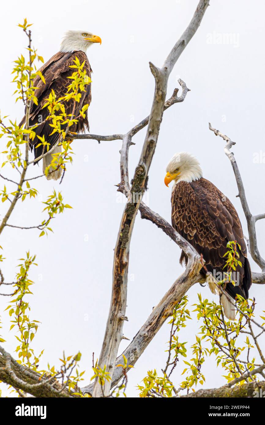 Bald eagle lovers hi-res stock photography and images - Alamy