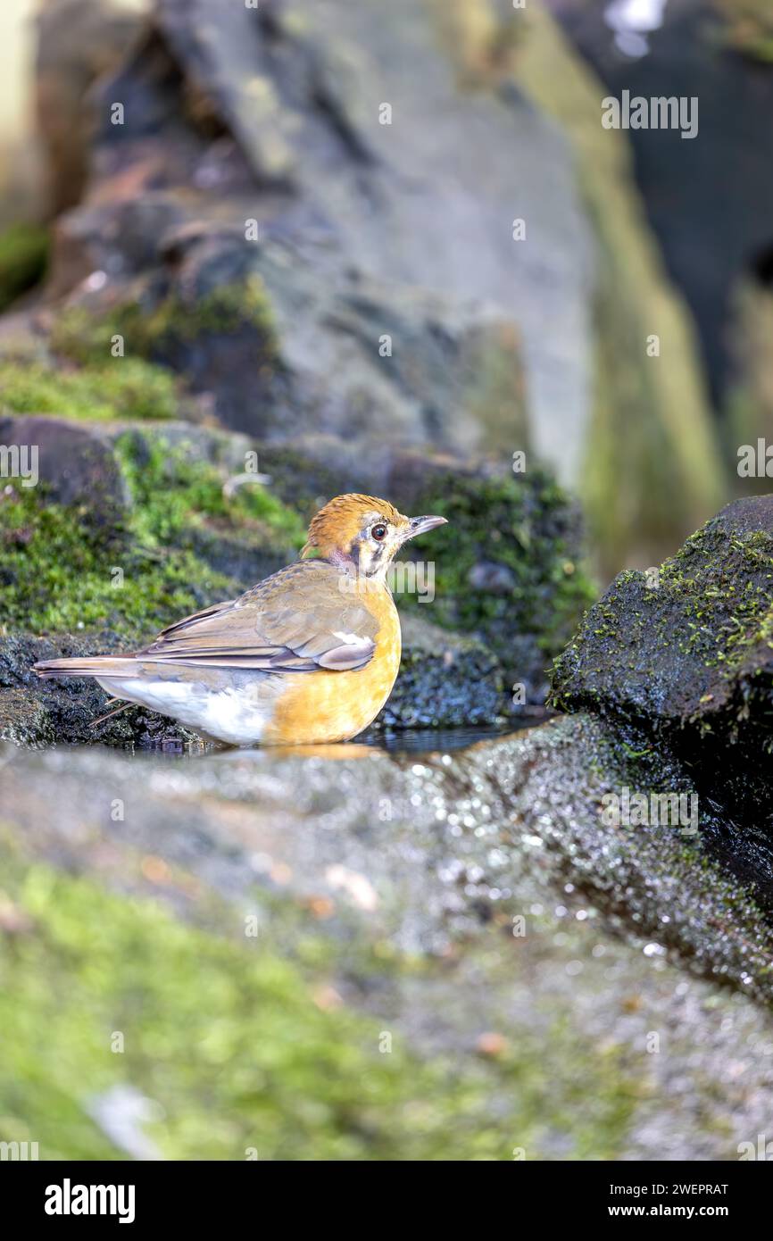 Striking Orange-headed Ground Thrush, Geokichla citrina, gracing the ...
