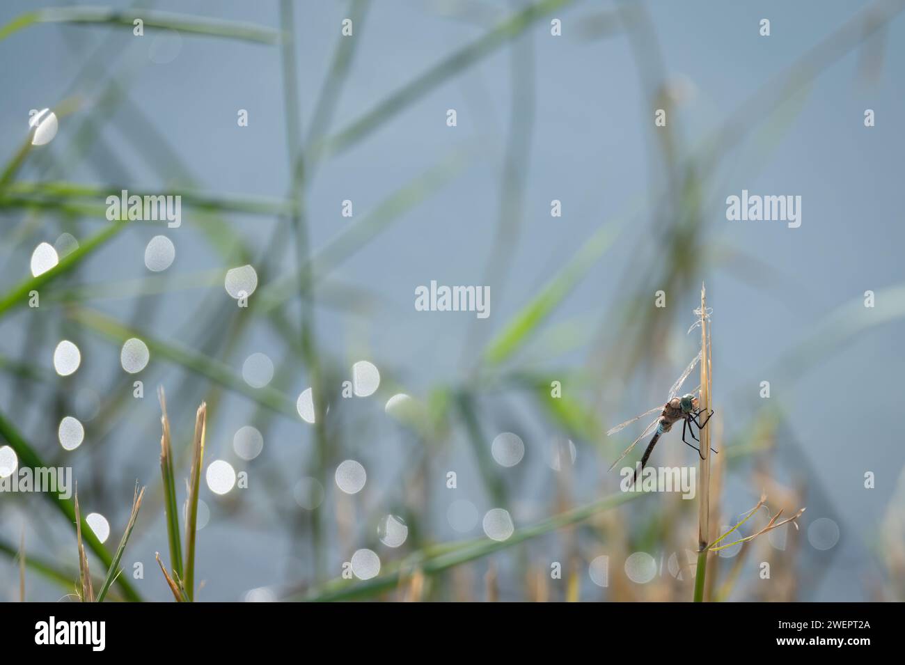 Lesser emperor hi-res stock photography and images - Alamy