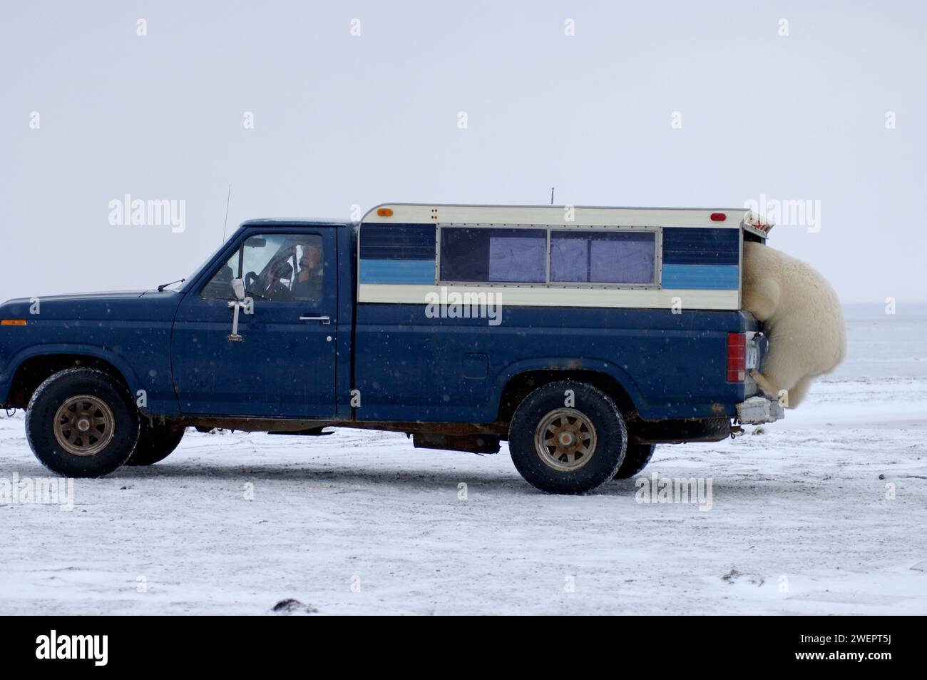 polar bear, Ursus maritimus, curious checks out a wildlife observers ...