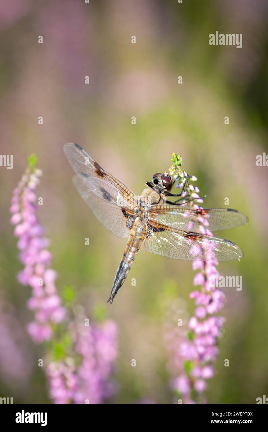 Brown chaser hi-res stock photography and images - Alamy