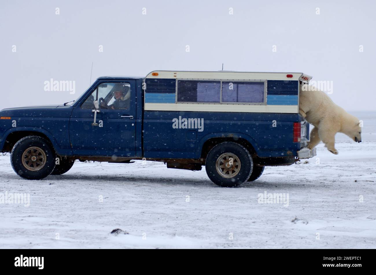polar bear, Ursus maritimus, curious checks out a wildlife observers ...