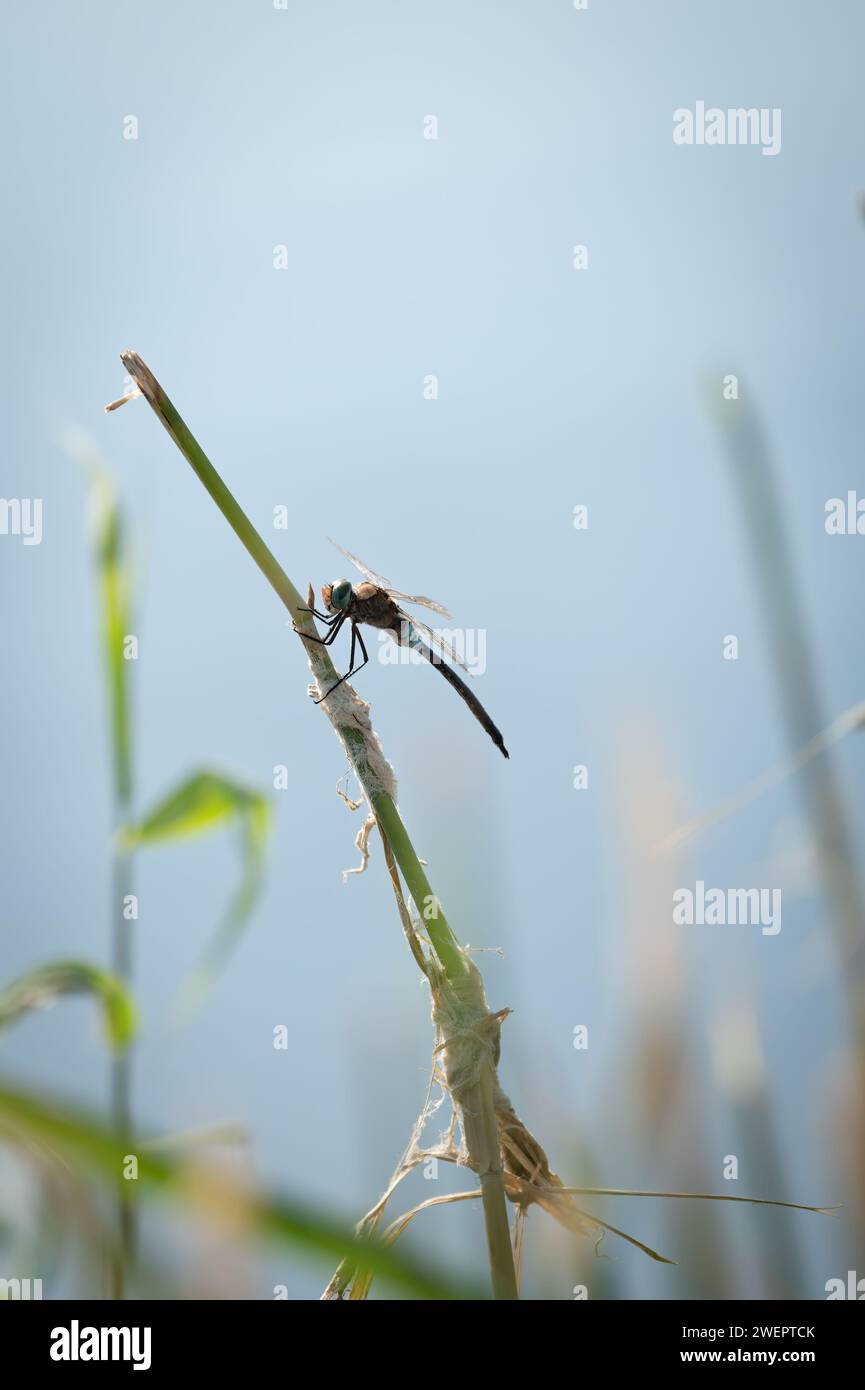 Lesser emperor hi-res stock photography and images - Alamy