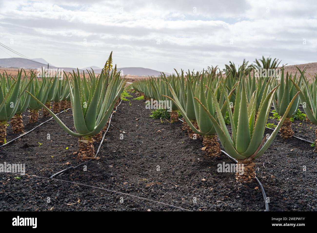 Aloe vera plants in a farm with arid landscape backdrop Stock Photo - Alamy