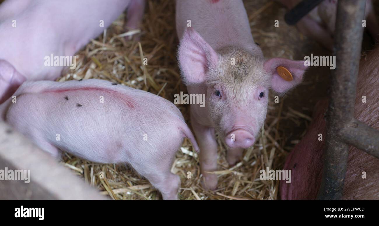 Pigs on Livestock Farm. Pig Farming. Young Piglets at Stable Stock ...