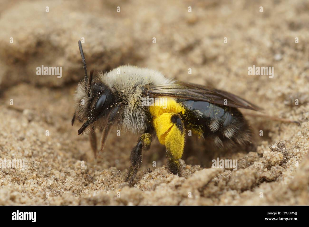 Natural closeup on a fluffy, female European grey-backed mining bee ...
