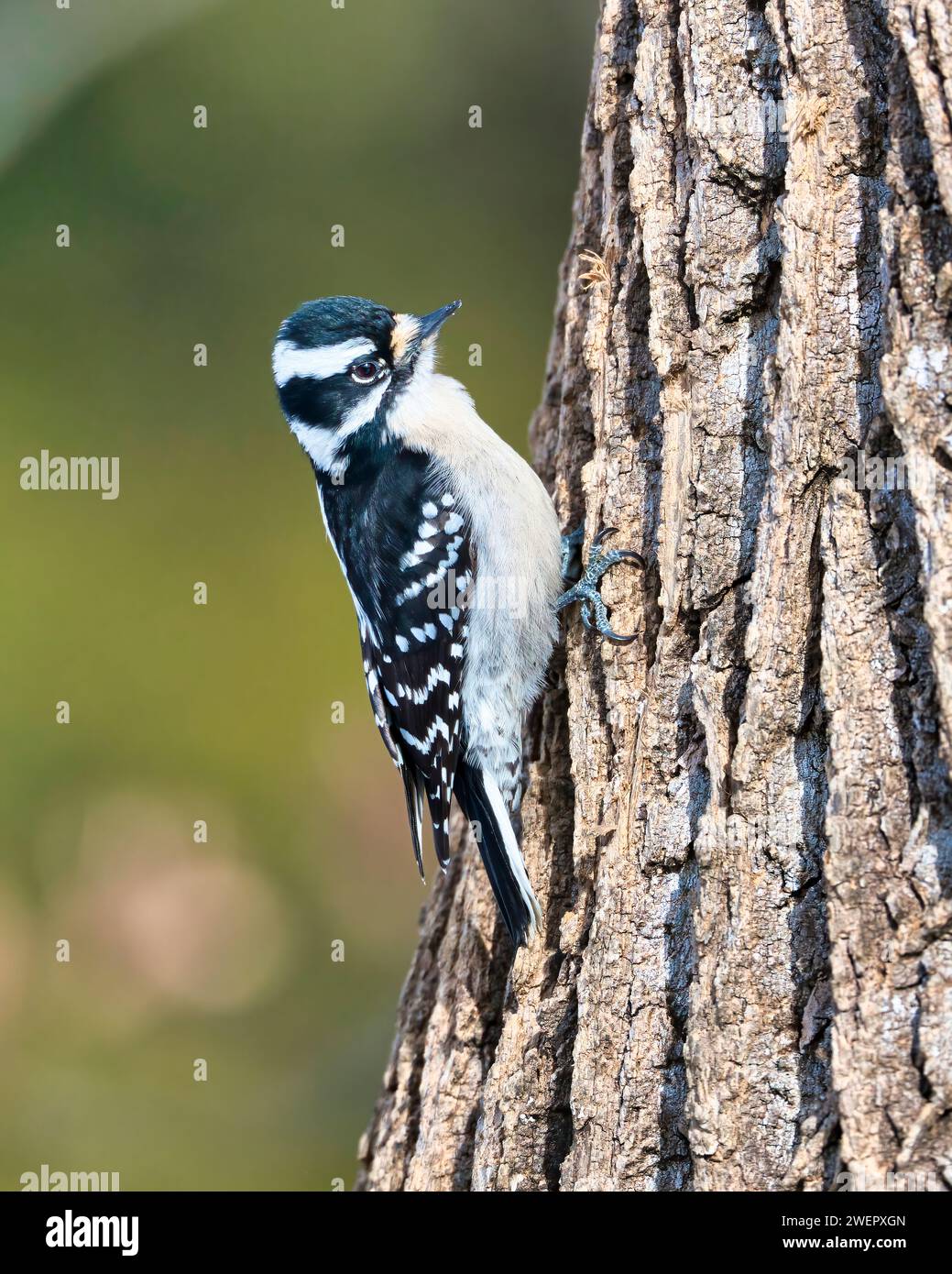 A Downy Woodpecker perched on the side of a tree trunk Stock Photo - Alamy