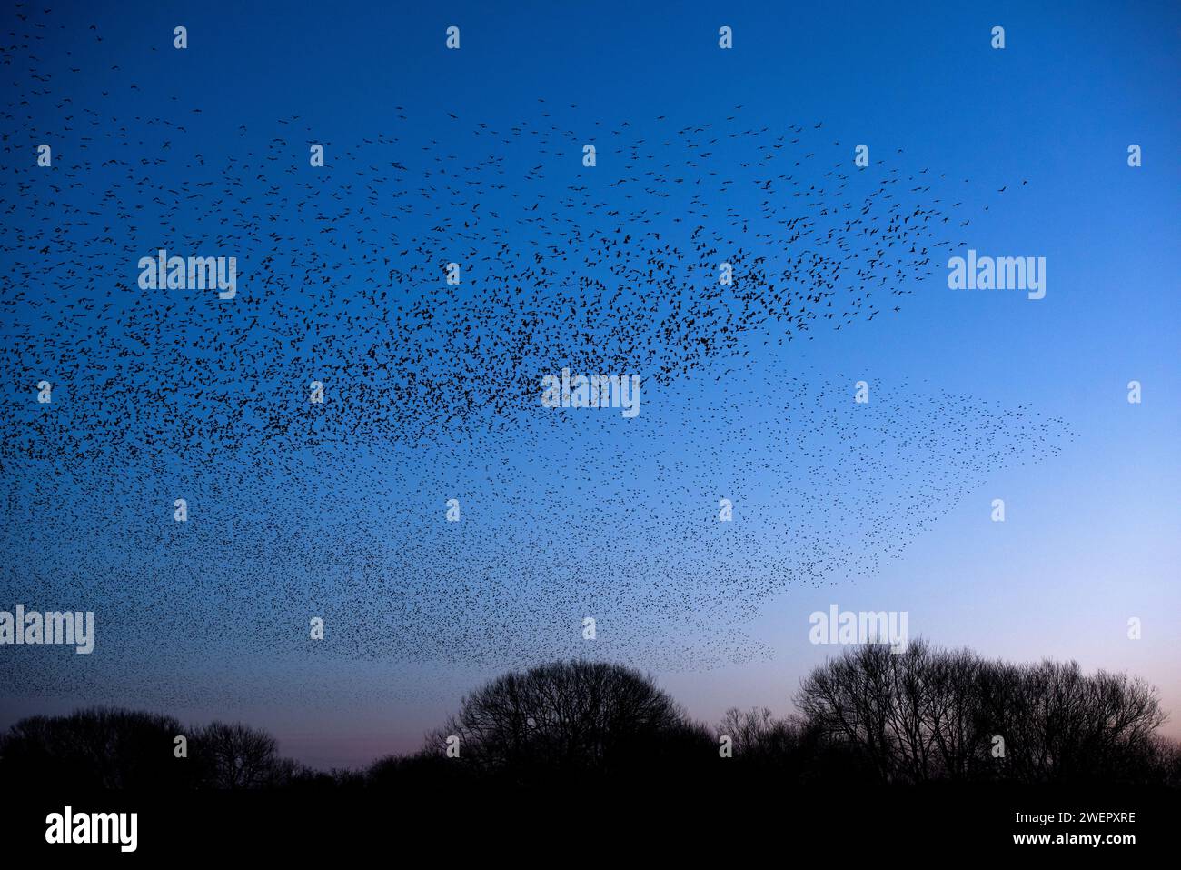 Holme Pierrepont, Nottinghamshire, UK. 26th January, 2024. A general ...