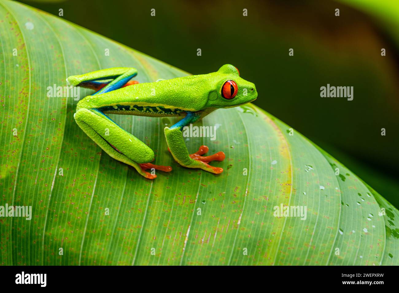 Red-eyed Leaf Frog or Tree Frog on a leaf in Costa Rican rain forest ...
