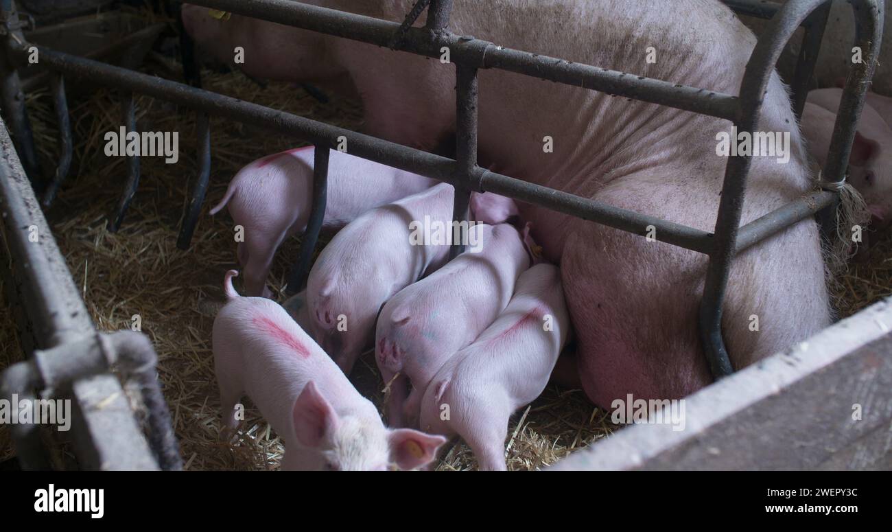 Pigs on Livestock Farm. Pig Farming. Young Piglets at Stable Stock ...