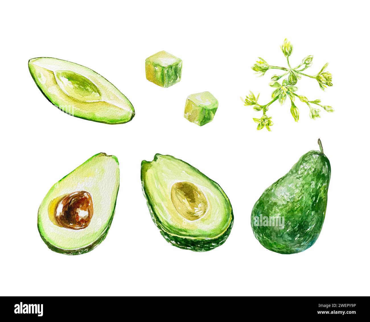 Avocado set, whole fruit, pieces, flower. Watercolor illustration ...
