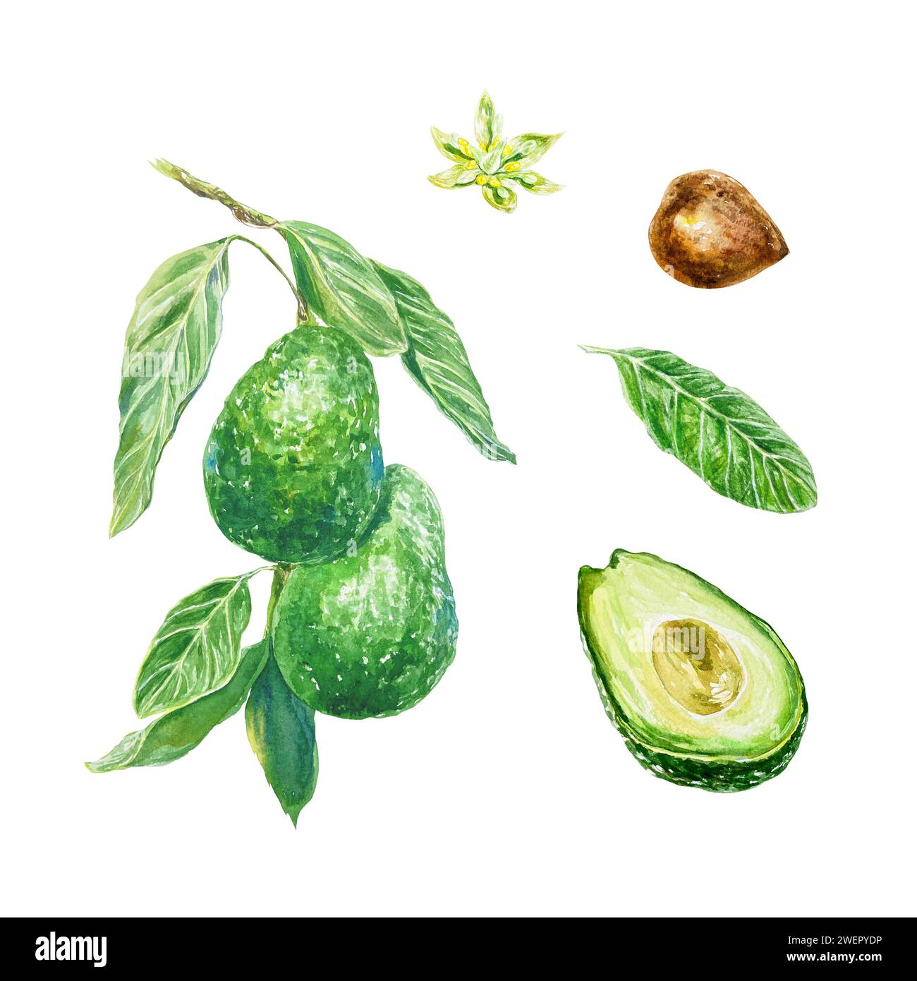 Avocado, botanical. Watercolor illustration isolated on white ...