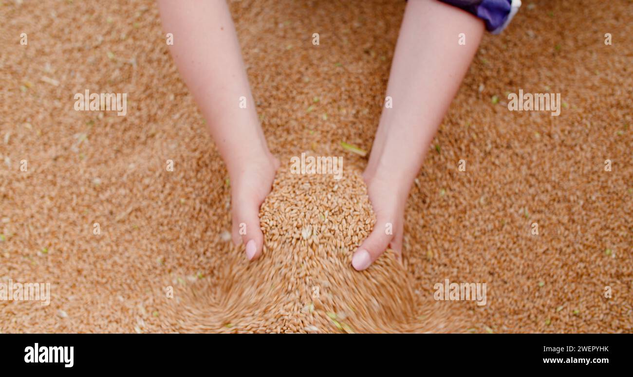Young farmer examining cereal grains hi-res stock photography and ...