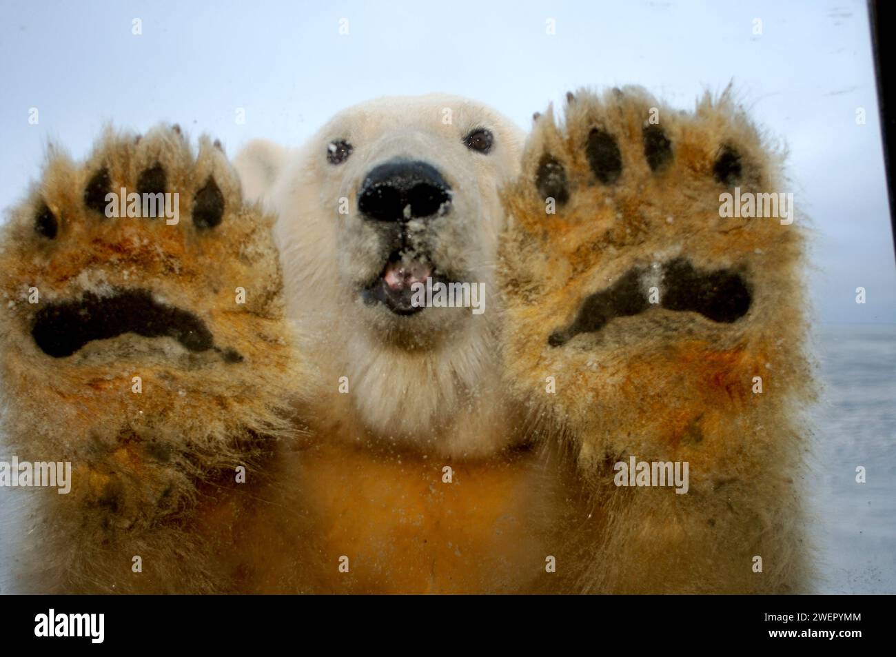 polar bear Ursus maritimus, curious bear at a truck window 1002 area of ...