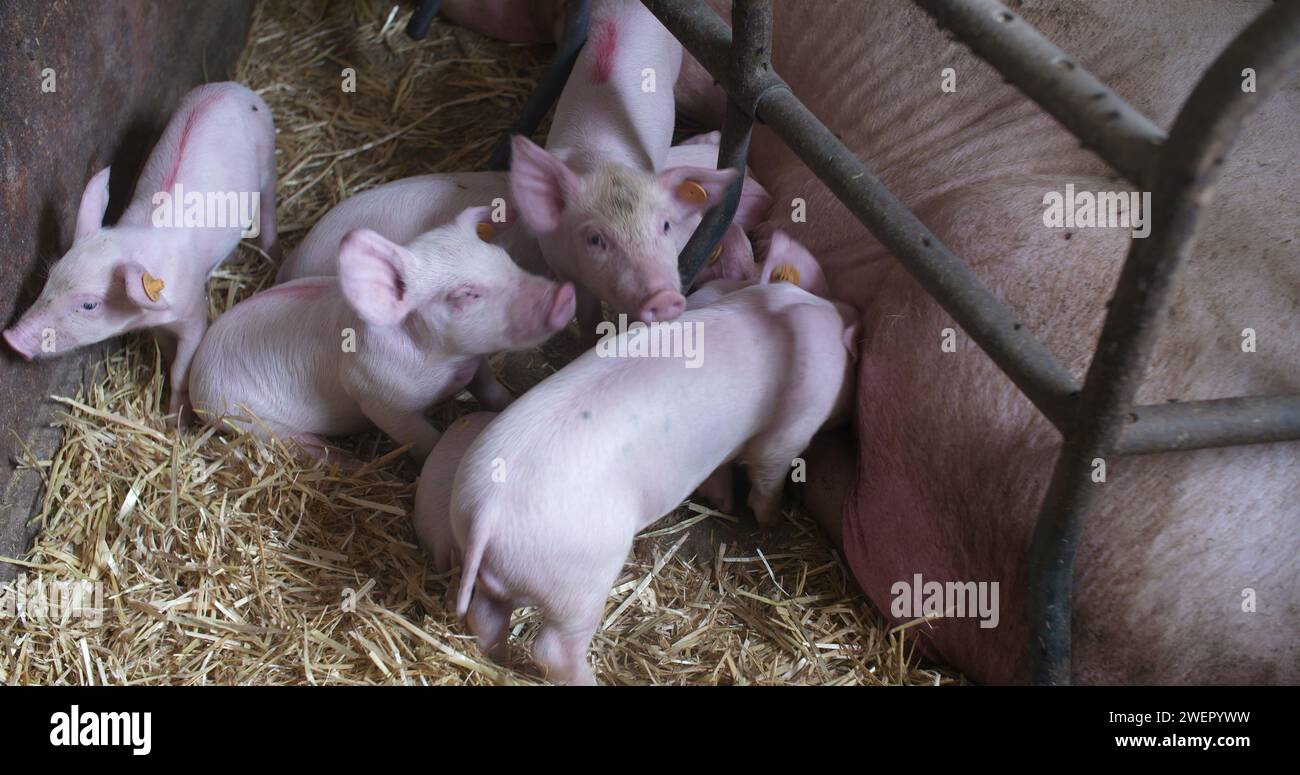 Pigs on Livestock Farm. Pig Farming. Young Piglets at Stable Stock ...