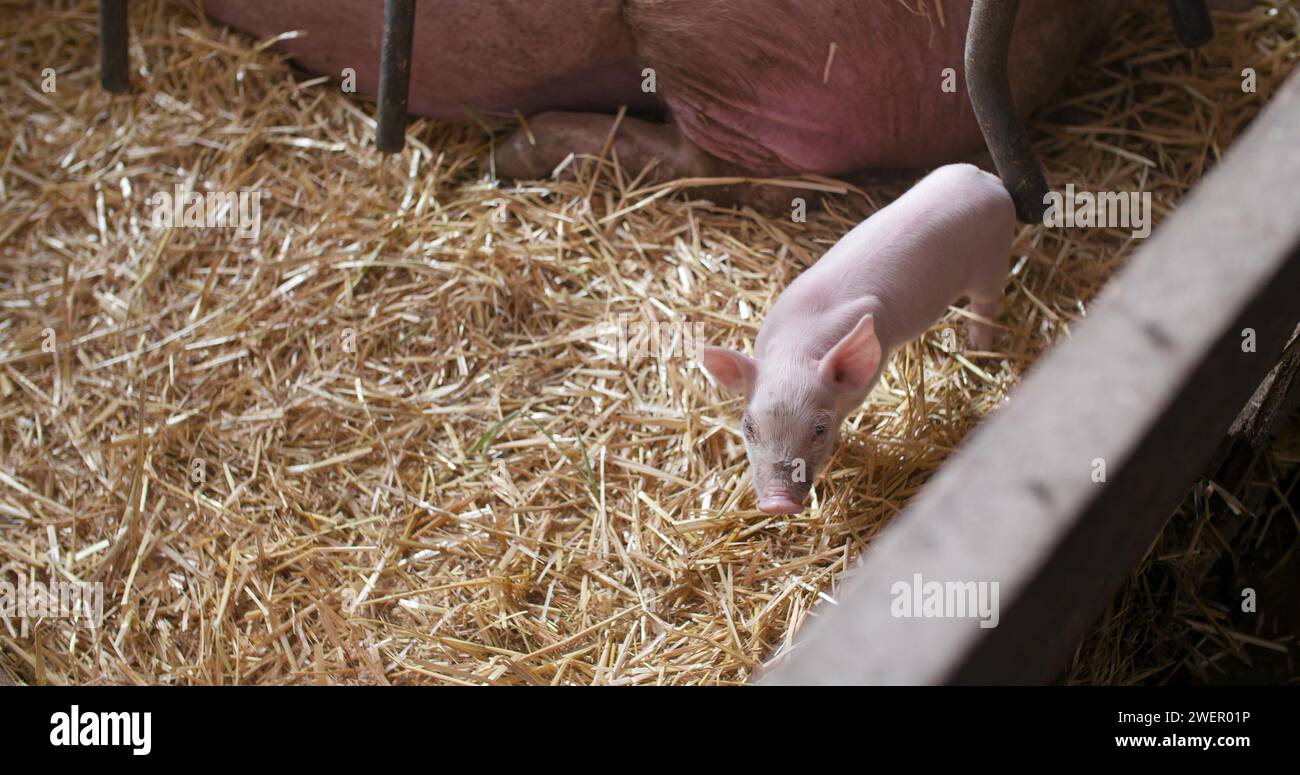 Pigs on Livestock Farm. Pig Farming. Young Piglets at Stable Stock ...