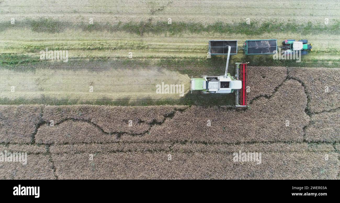 Combine harvester harvesting rapeseed field. Agriculture, farmer ...