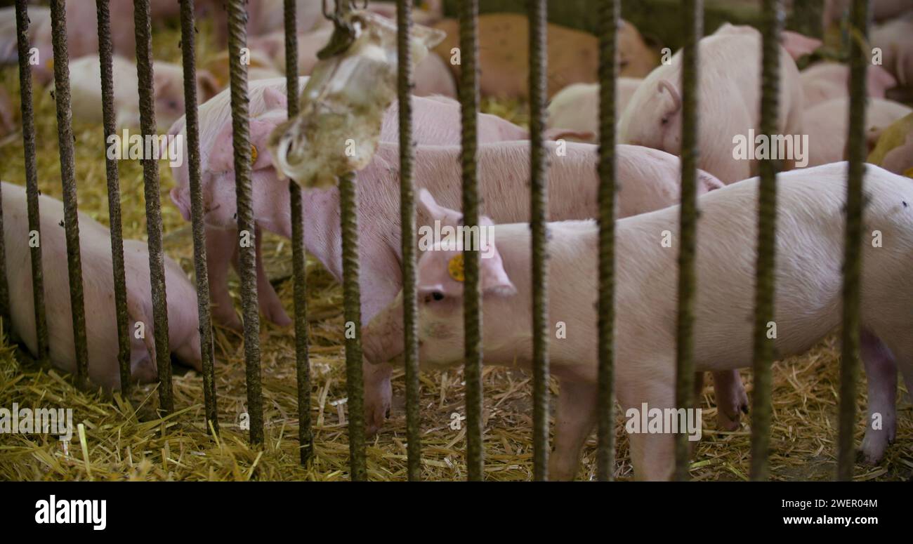 pigs on livestock farm, pigs farm, livestock farm. Modern Agricultural ...