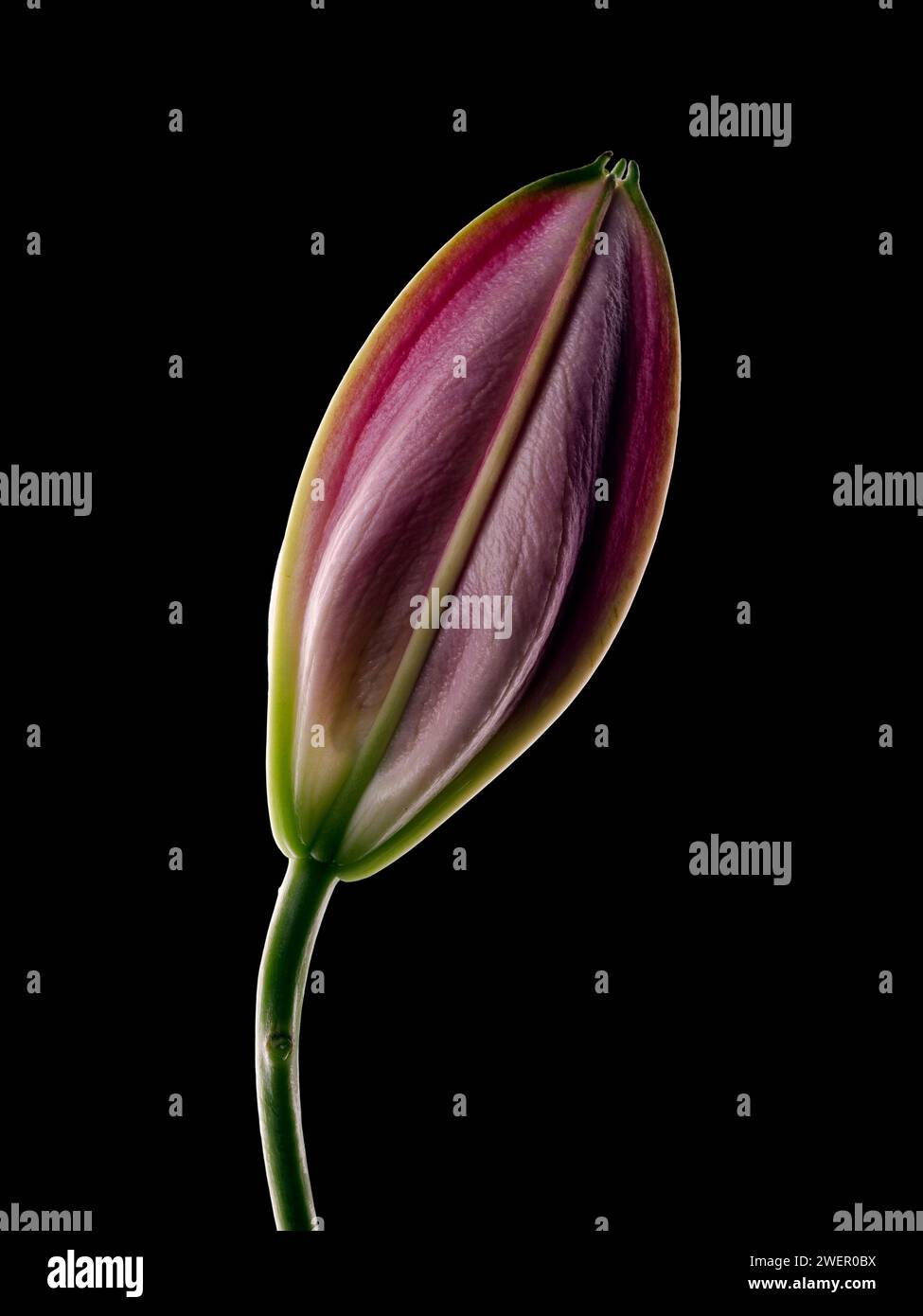 Lebensphase hi-res stock photography and images - Alamy