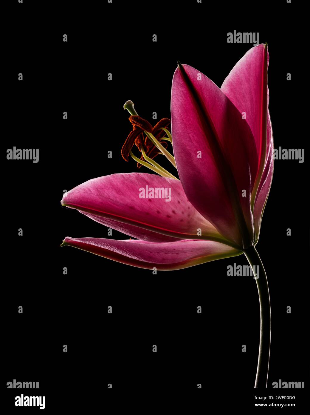 Goosebumps close up hi-res stock photography and images - Alamy