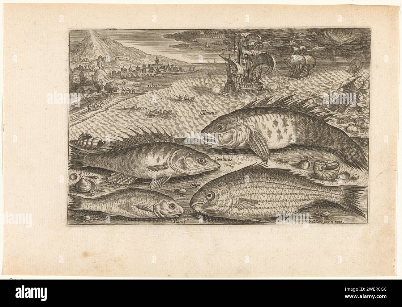 Four fish on the beach, after 1598 - 1618 print A boxing fish, a perch ...