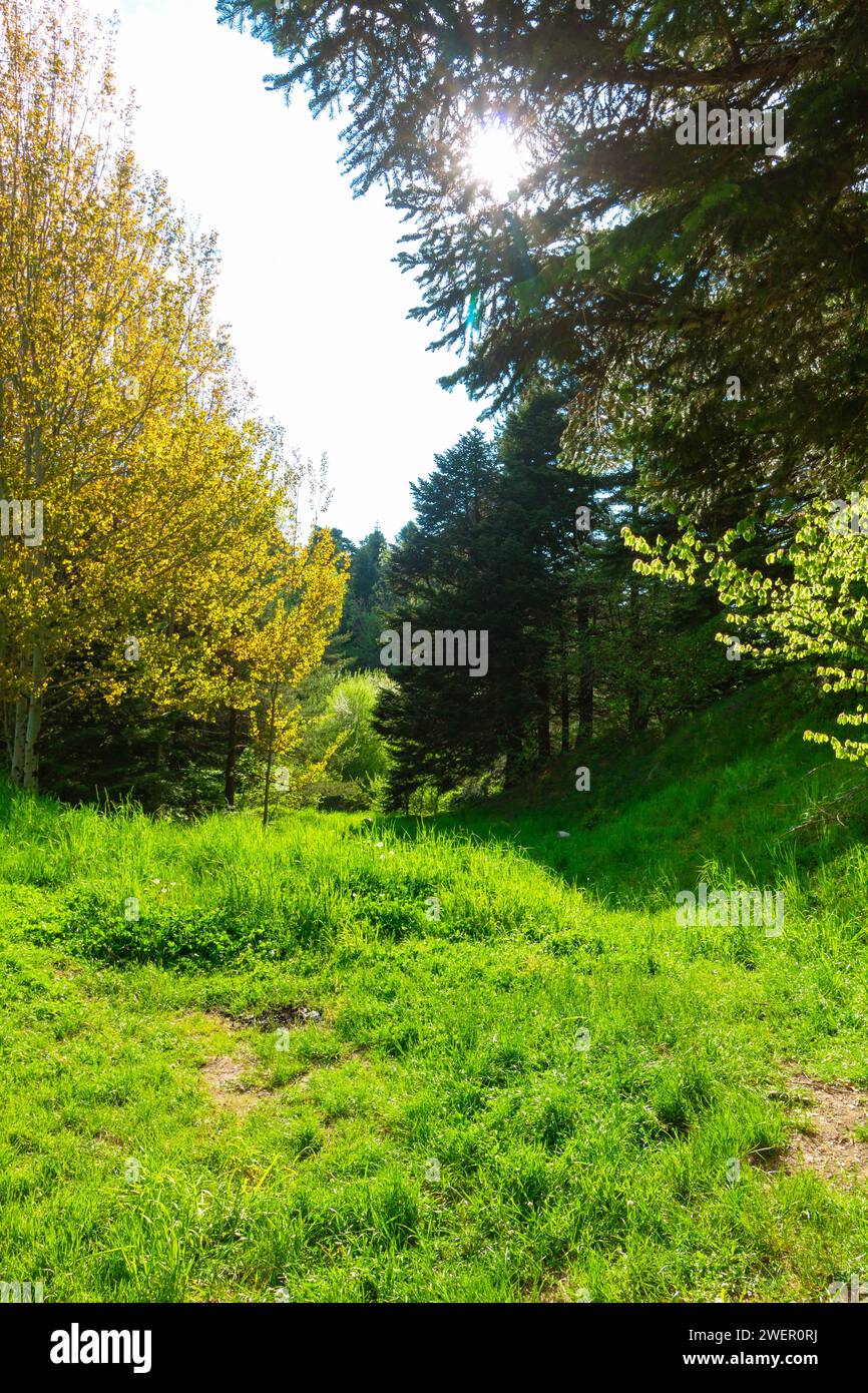 Forest view with trees and direct sunlight. Carbon net-zero or carbon ...