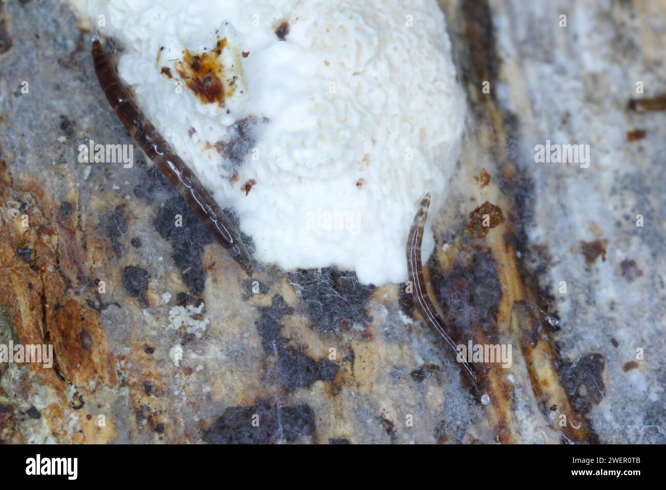 Larvae (Diptera) under the bark of a dead tree. Mycetophilidae Stock ...